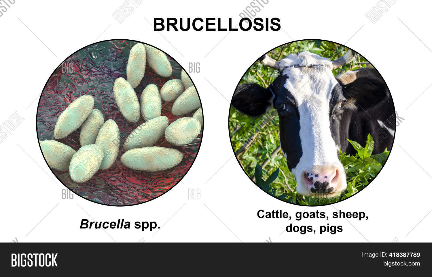 Brucellosis. 3d Image & Photo (Free Trial) | Bigstock