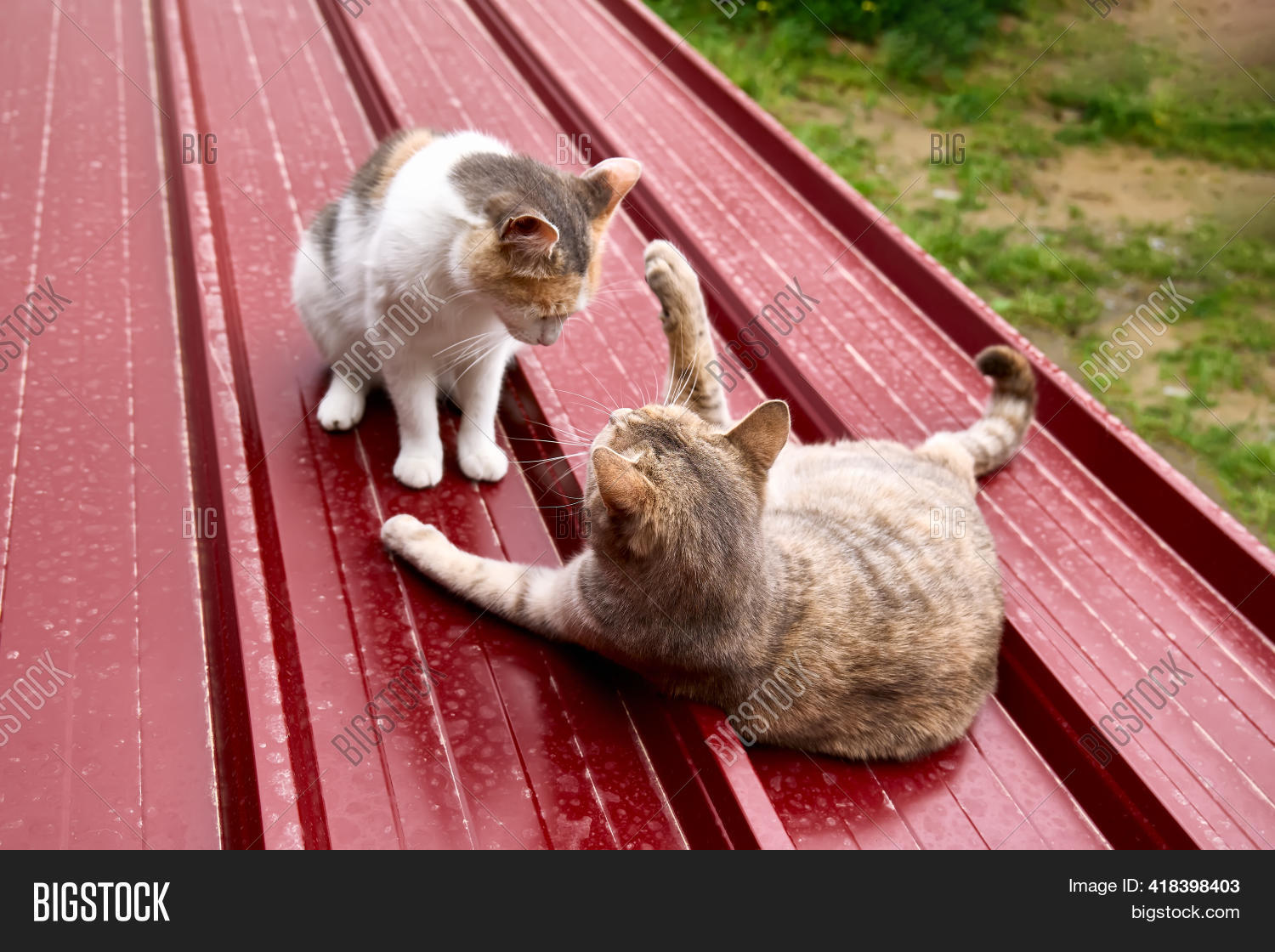 Aggressive Cat Attacks Image & Photo (Free Trial) | Bigstock
