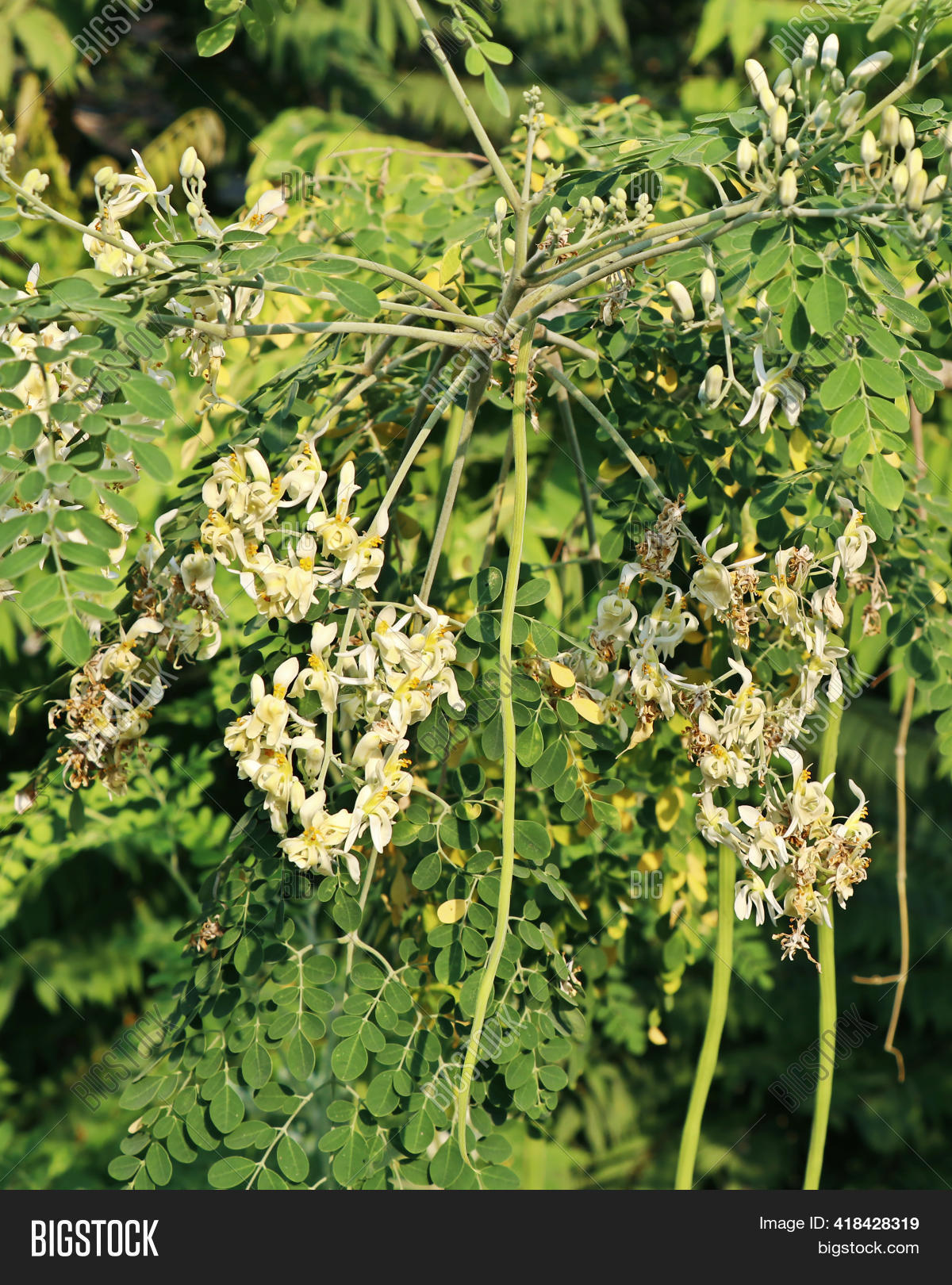 Moringa Oleifera Image & Photo (Free Trial) | Bigstock