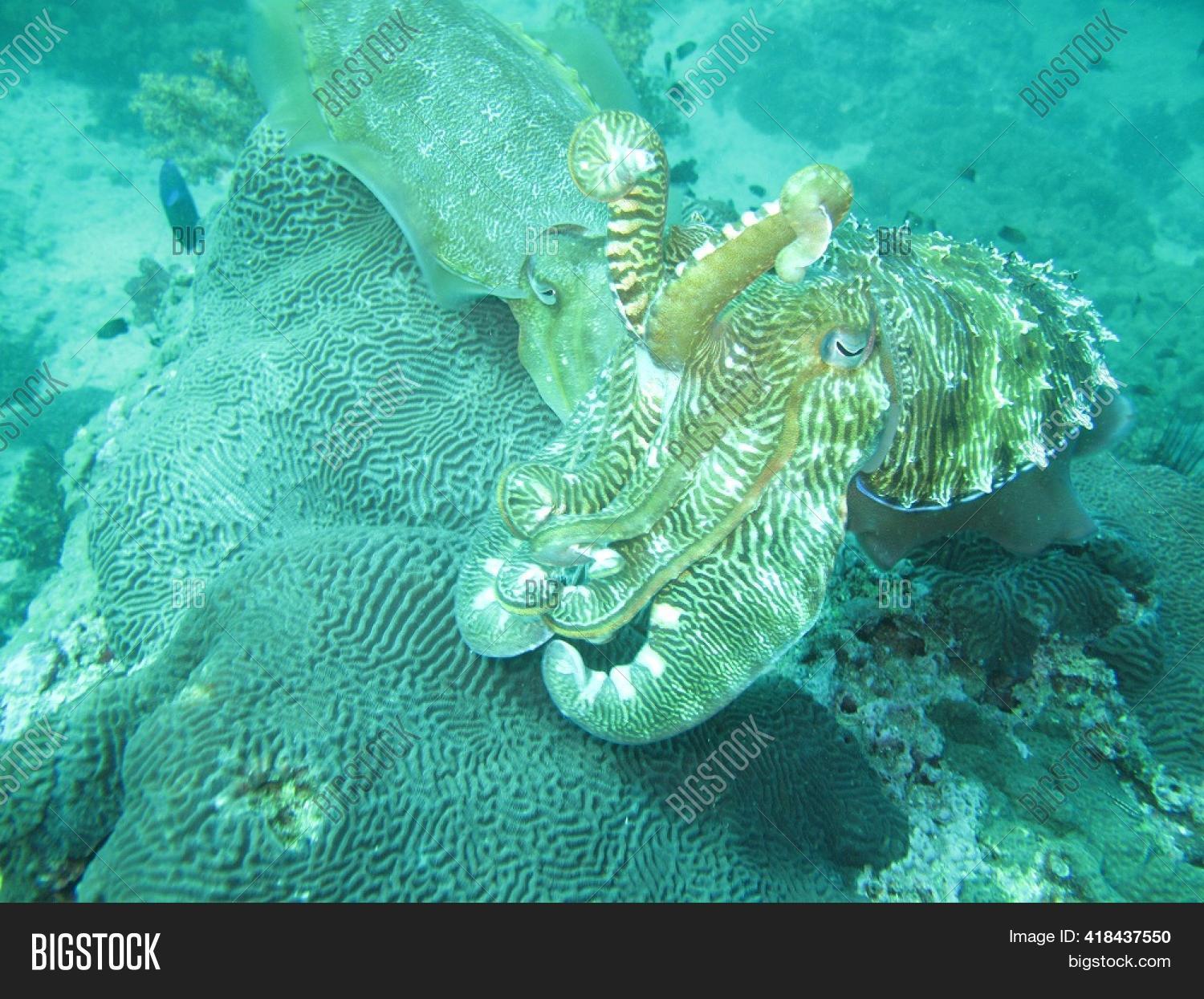 Mating Season Squid Image & Photo (Free Trial) | Bigstock