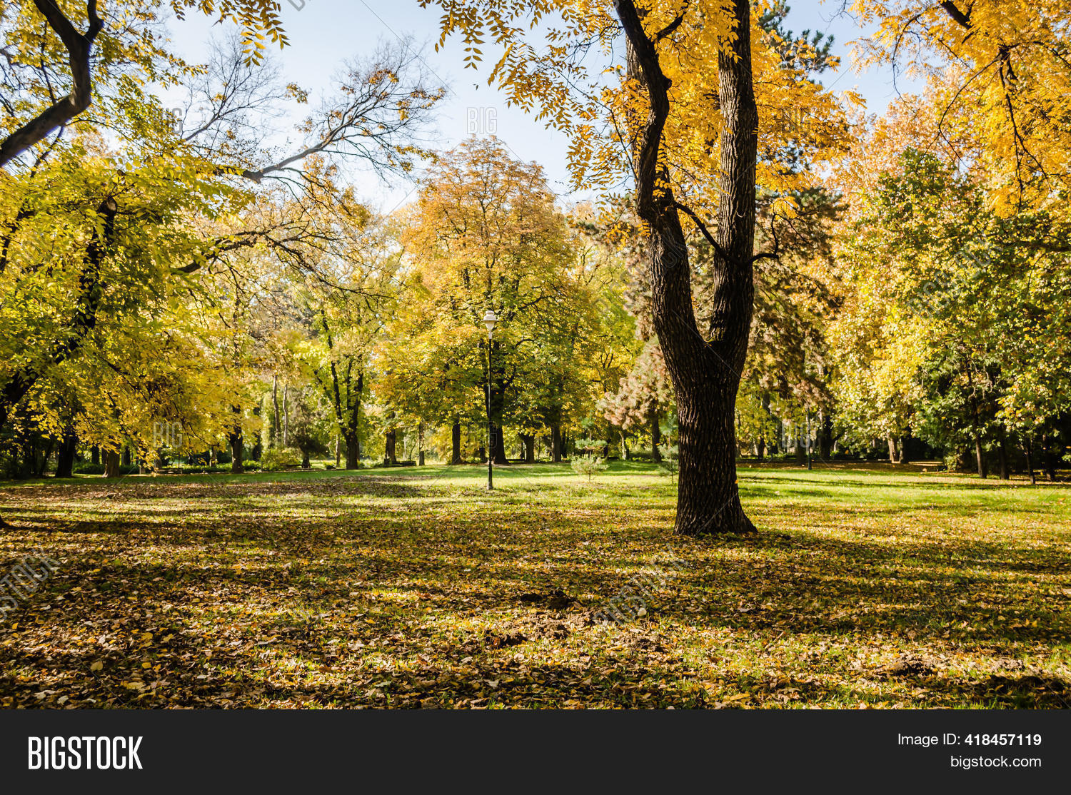 Autumn Trees One Parks Image & Photo (Free Trial) | Bigstock