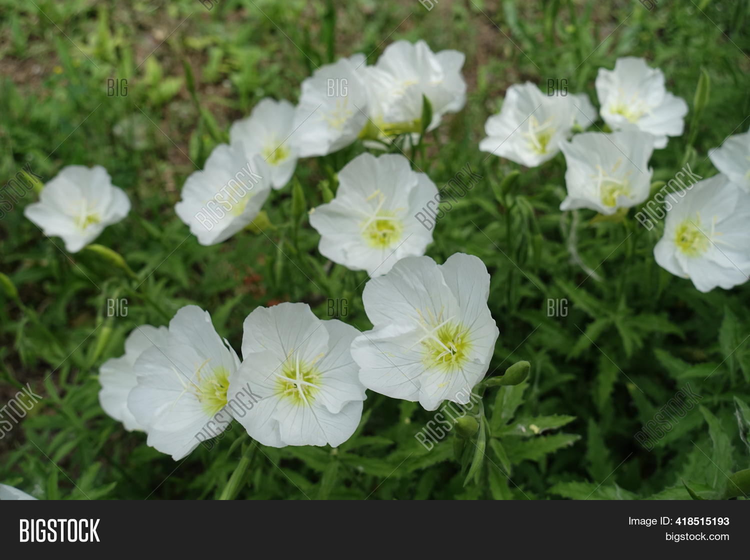 Simple White Flowers Image & Photo (Free Trial) | Bigstock