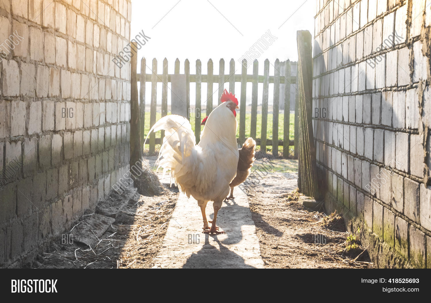 Rooster Stands Backlit Image & Photo (Free Trial) | Bigstock