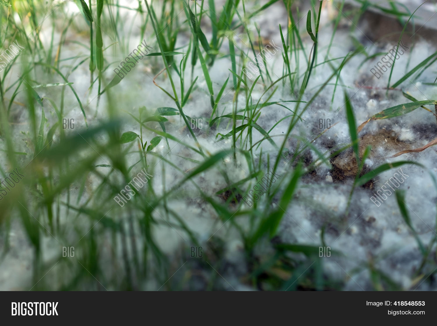Poplar Fluff City. Image & Photo (Free Trial) | Bigstock