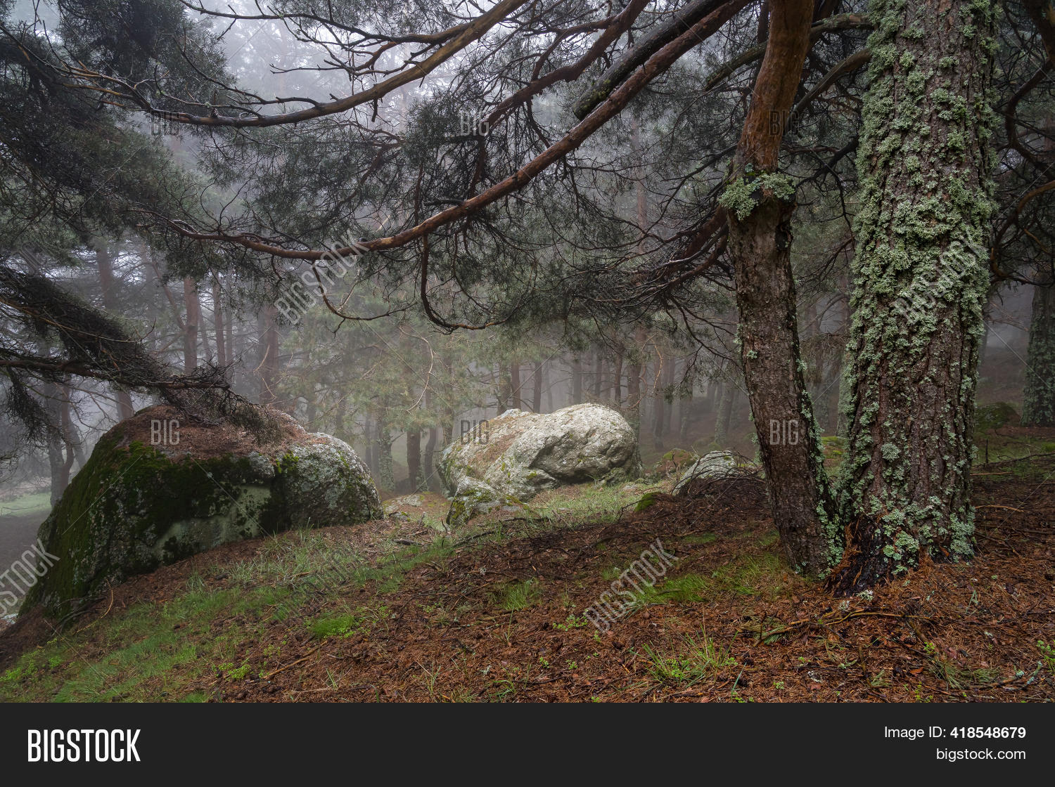 Enchanted Forest Image & Photo (Free Trial) | Bigstock