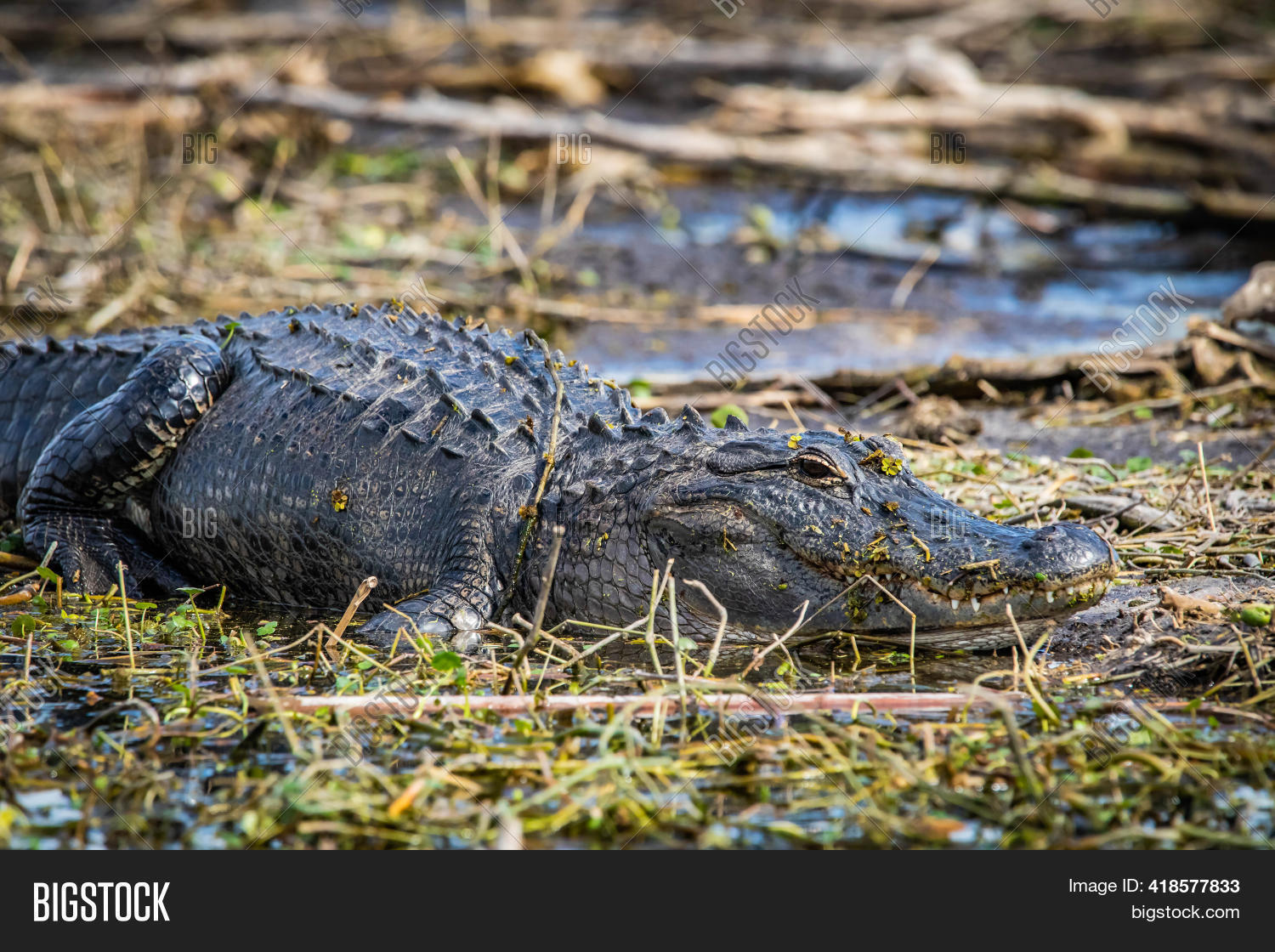 Large Alligator Laying Image & Photo (Free Trial) | Bigstock