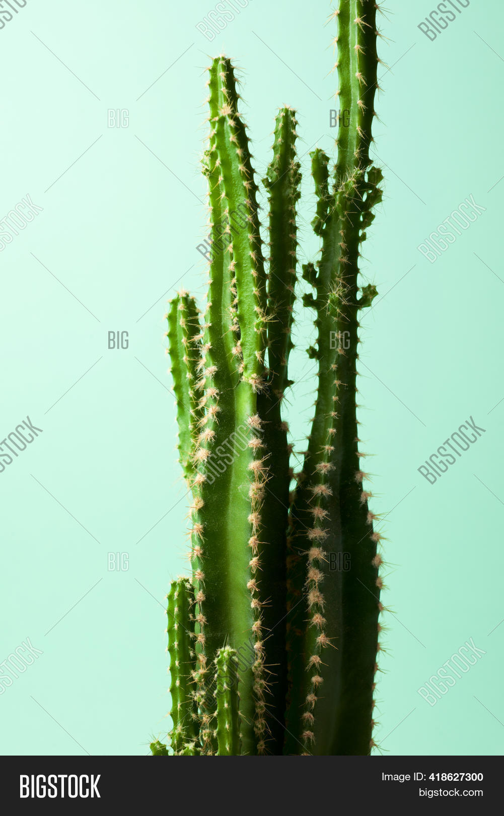 Little Cactus Plant Image & Photo (Free Trial) | Bigstock