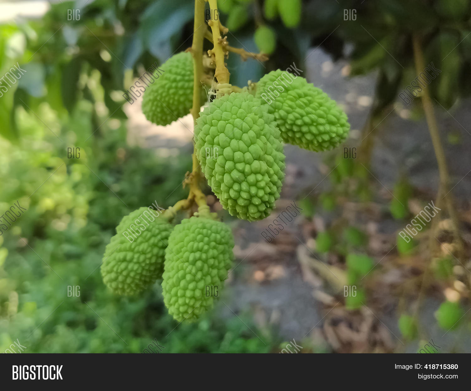 Green Litchi Fruits On Image & Photo (Free Trial) | Bigstock