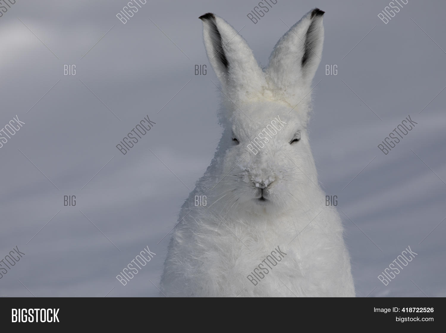 Closeup Arctic Hare Image & Photo (Free Trial) | Bigstock