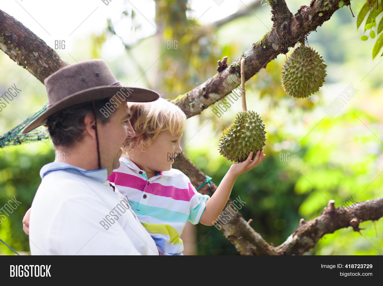 Durian Growing On Tree Image & Photo (Free Trial) | Bigstock