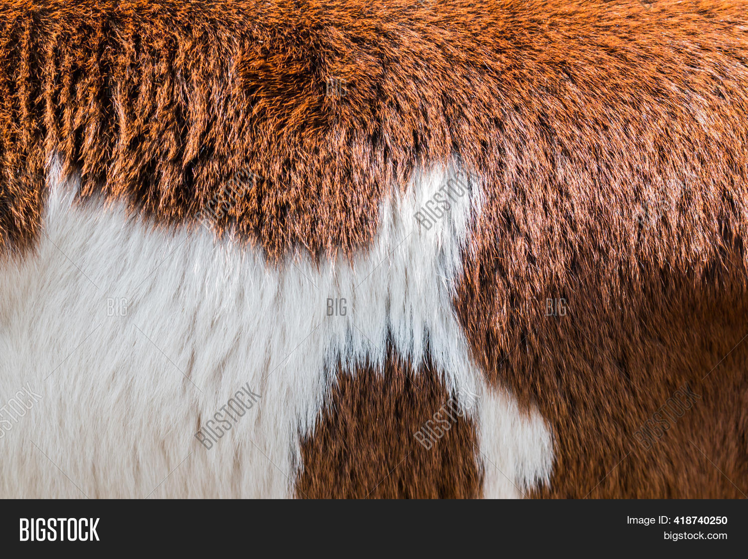 Brow White Cow Fur Image & Photo (Free Trial) | Bigstock