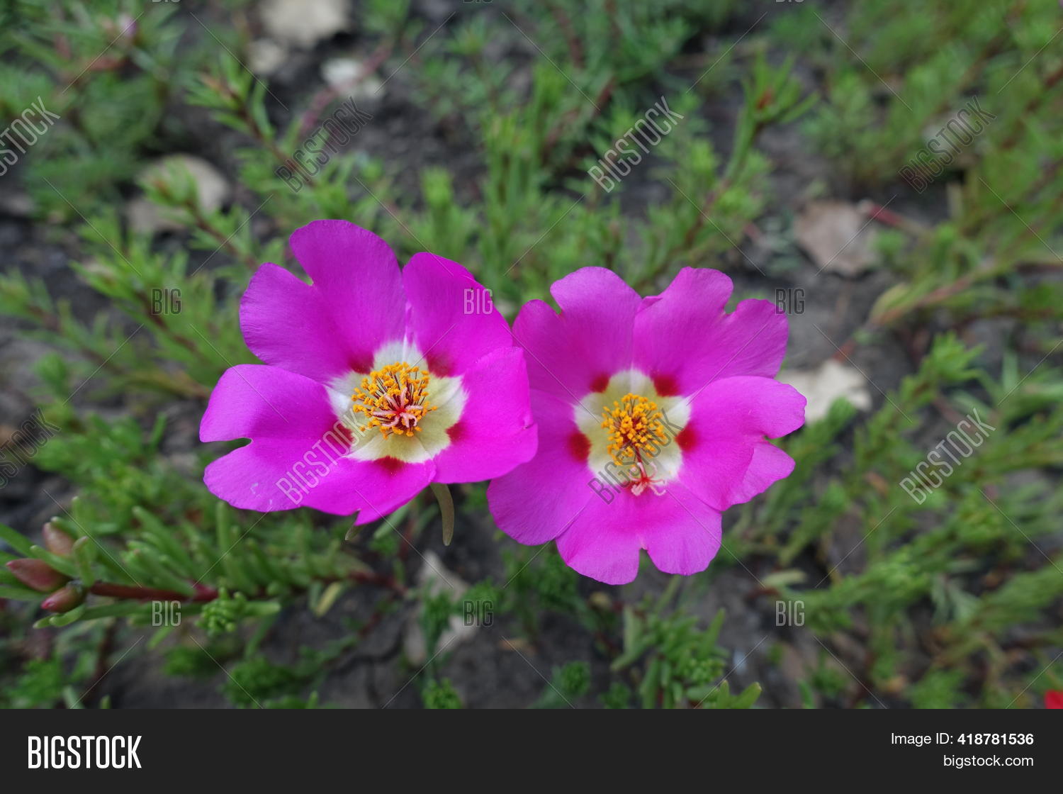 Pair Fuchsia Colored Image & Photo (Free Trial) | Bigstock