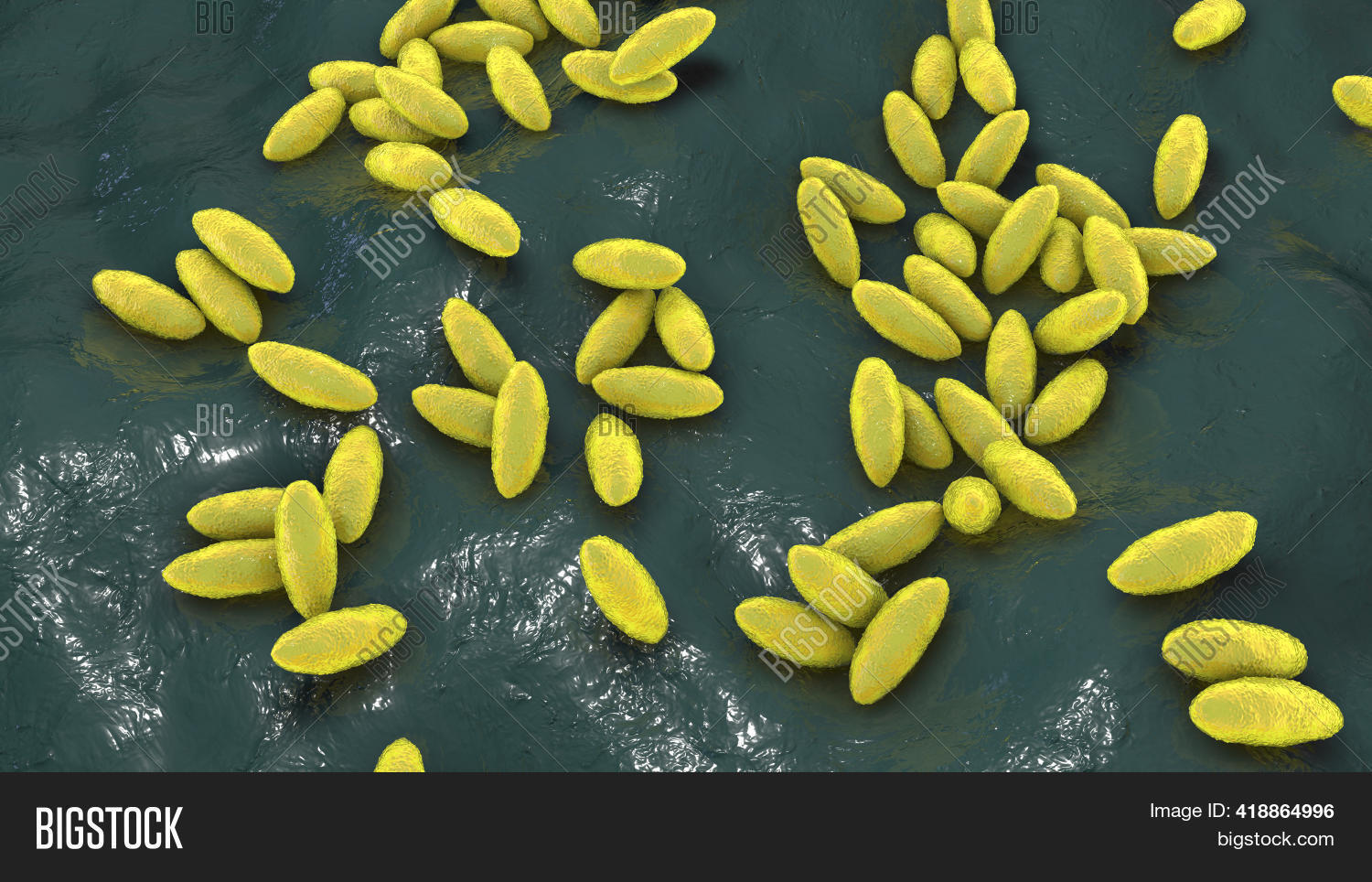 Brucella Bacteria, 3d Image & Photo (Free Trial) | Bigstock