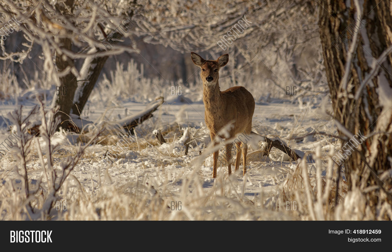 Lone Deer Standing Image & Photo (Free Trial) | Bigstock