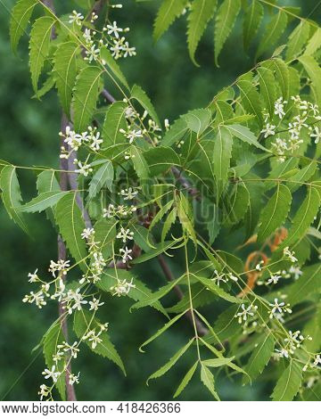 Neem Images, Illustrations & Vectors (Free) - Bigstock