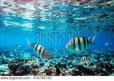 Sergeant Major Fish Image & Photo (Free Trial) | Bigstock