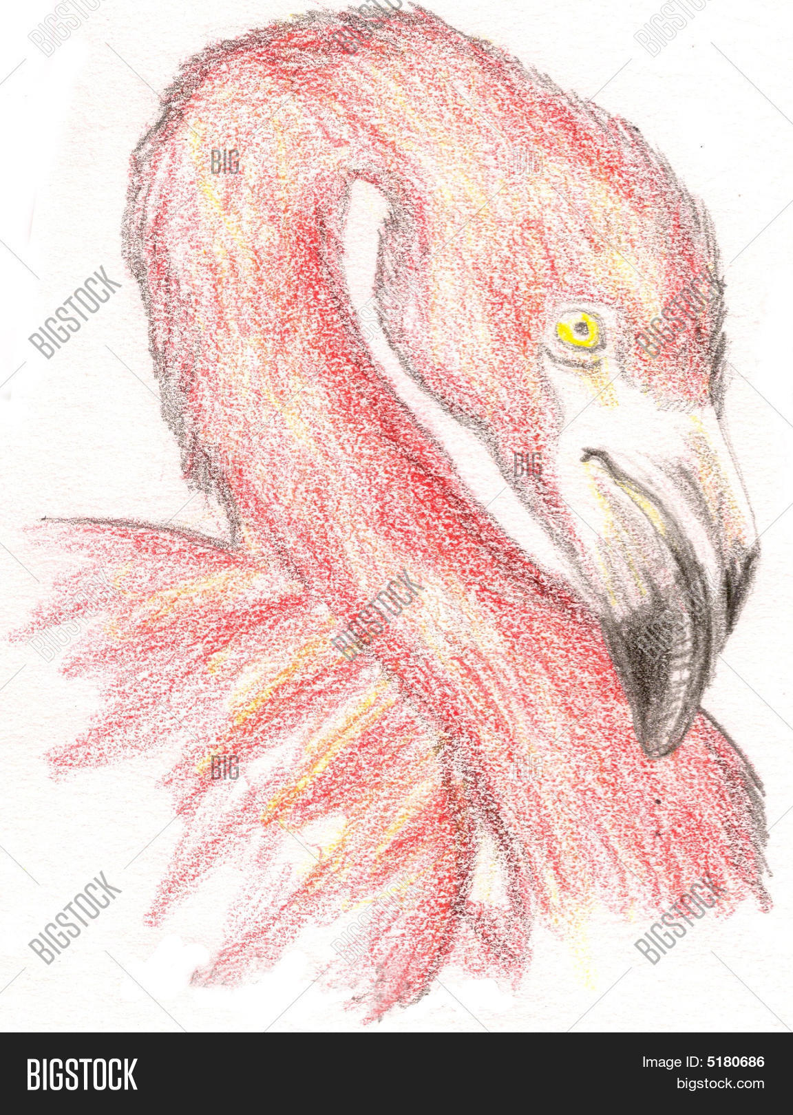 Pink Flamingo Sketch Image & Photo (Free Trial) | Bigstock