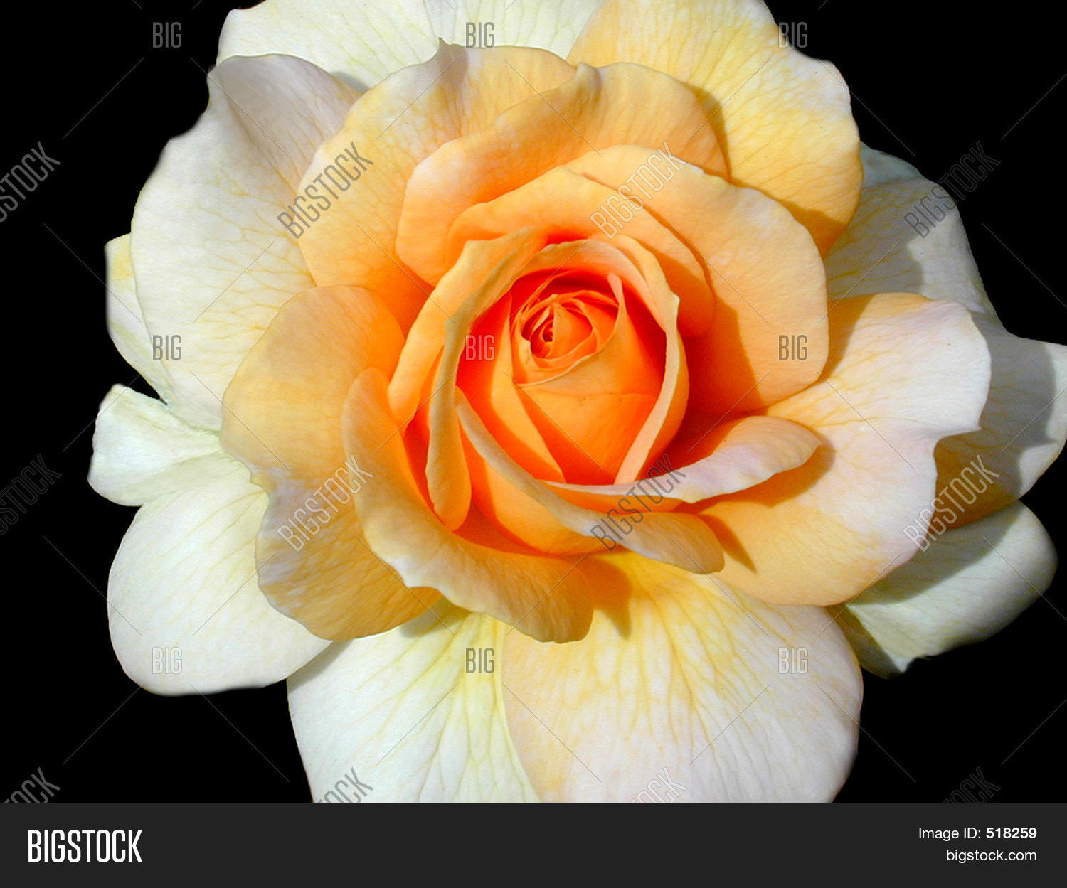Golden Yellow Rose Image & Photo (Free Trial) | Bigstock