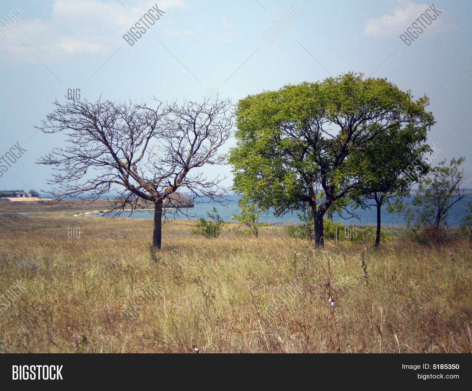 Live Dead Tree On Bank Image & Photo (Free Trial) | Bigstock