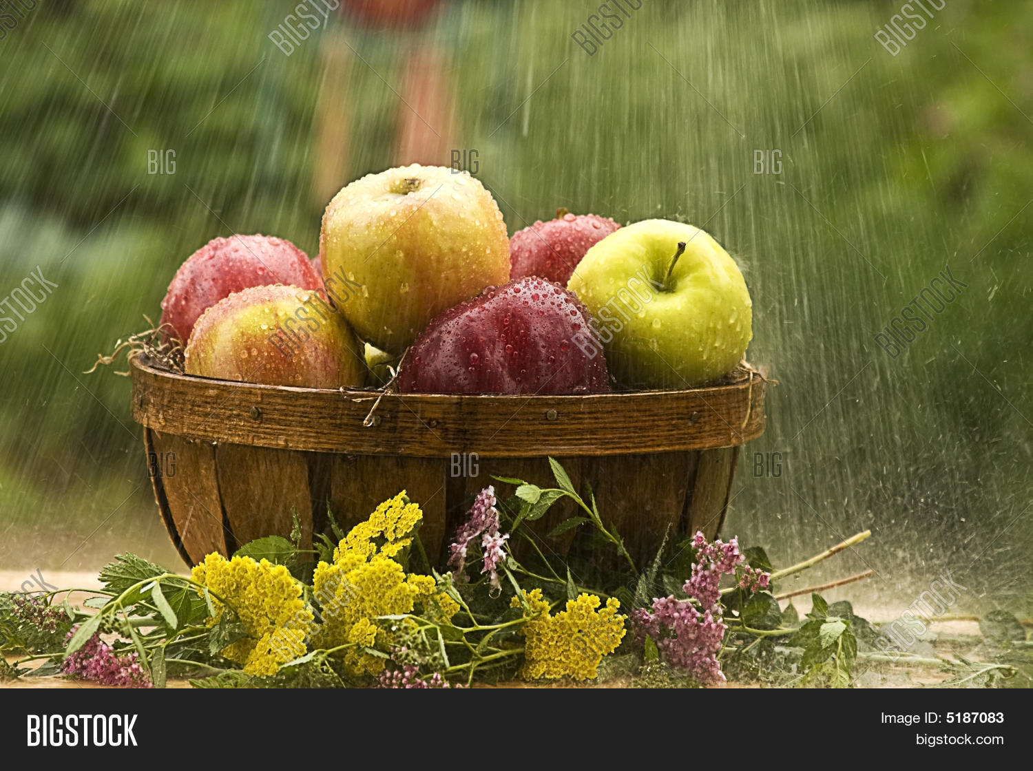 Raining On Apples Image & Photo (Free Trial) | Bigstock