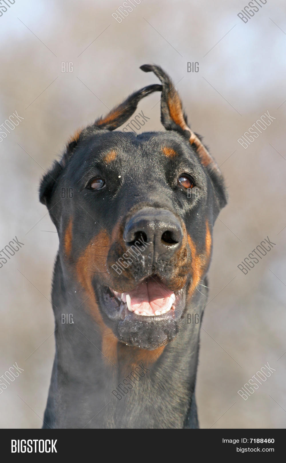 Dobermann Face Image & Photo (Free Trial) | Bigstock
