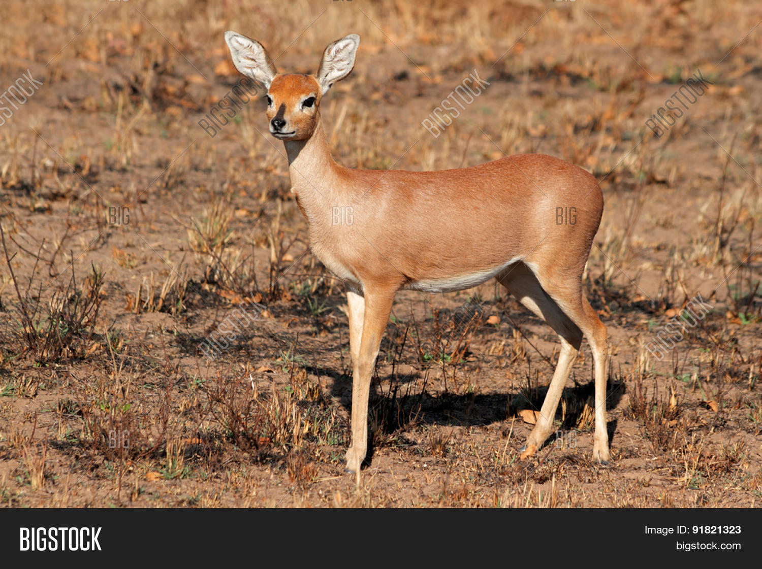 Female Steenbok Image & Photo (Free Trial) | Bigstock