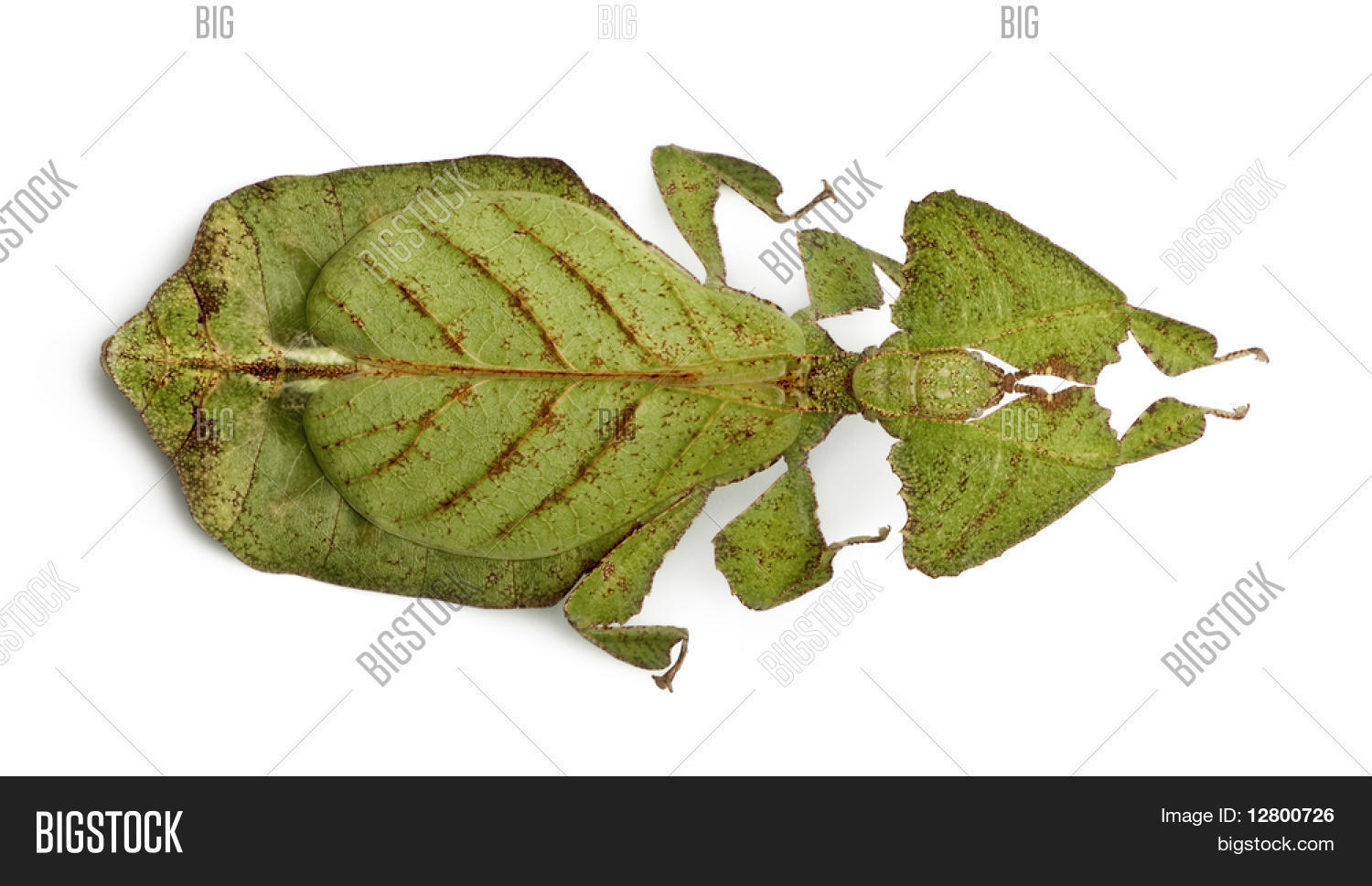Phyllium Bioculatum, Image & Photo (Free Trial) | Bigstock
