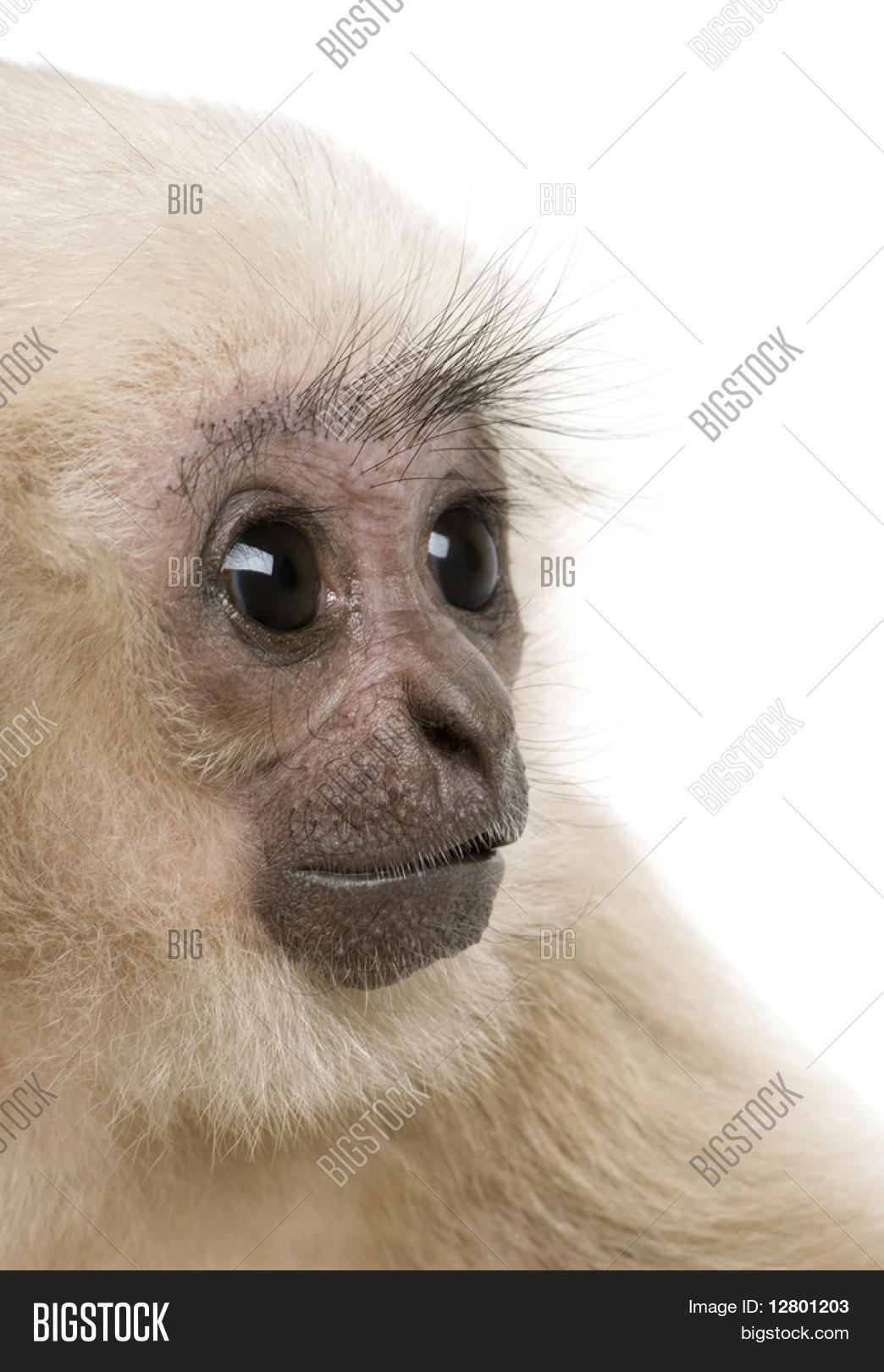 Young Pileated Gibbon Image & Photo (Free Trial) | Bigstock