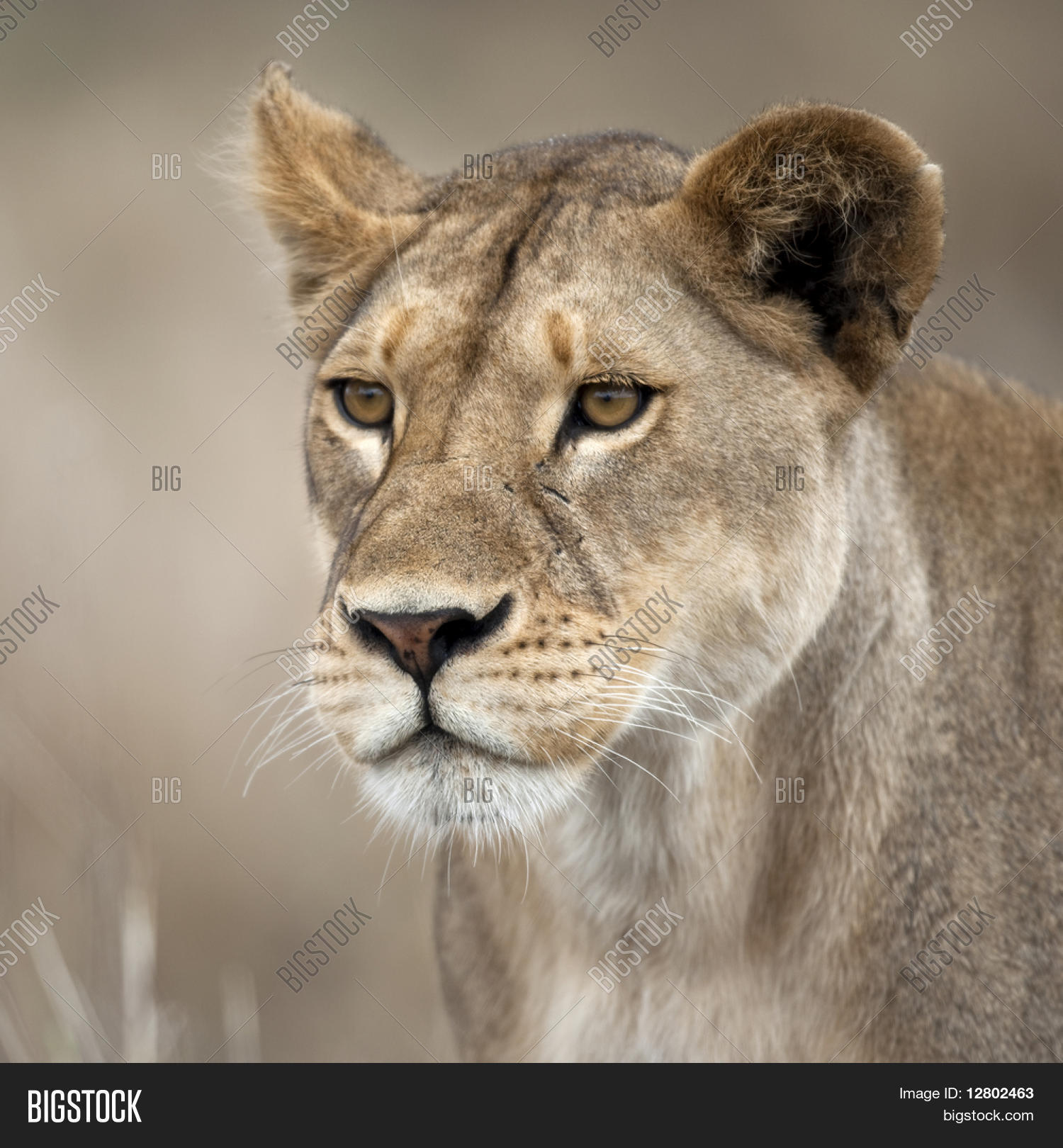 Close- Lioness Image & Photo (Free Trial) | Bigstock