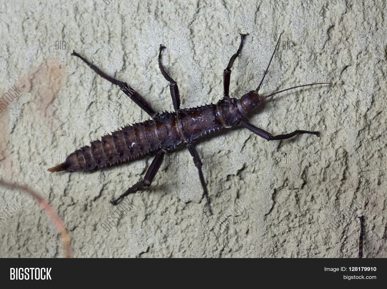 Thorny Devil Stick Image & Photo (Free Trial) | Bigstock