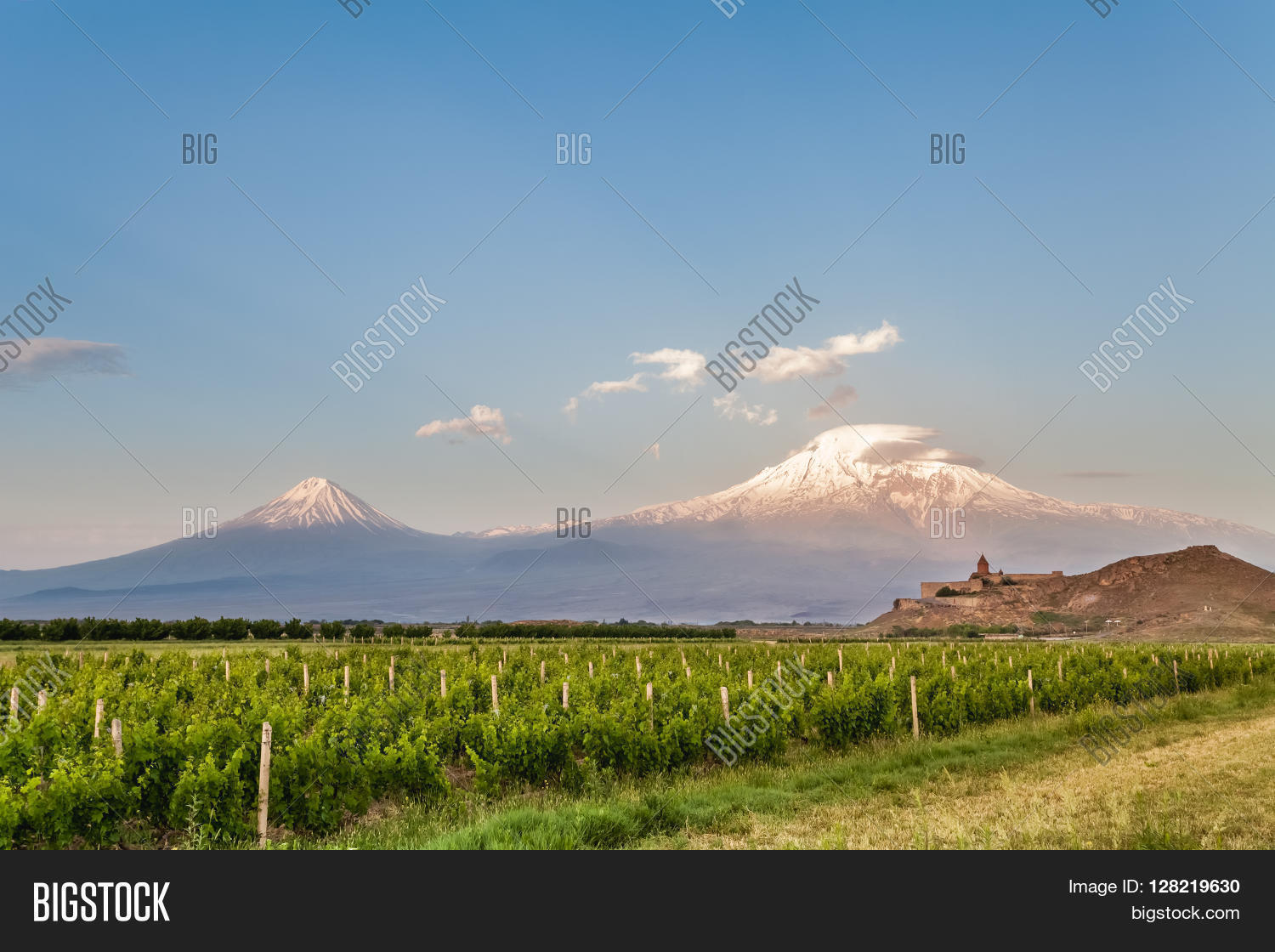 Grape Field Ararat Image & Photo (Free Trial) | Bigstock