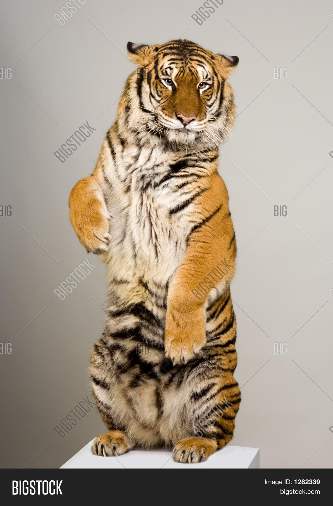 Tiger Standing Image & Photo (Free Trial) | Bigstock