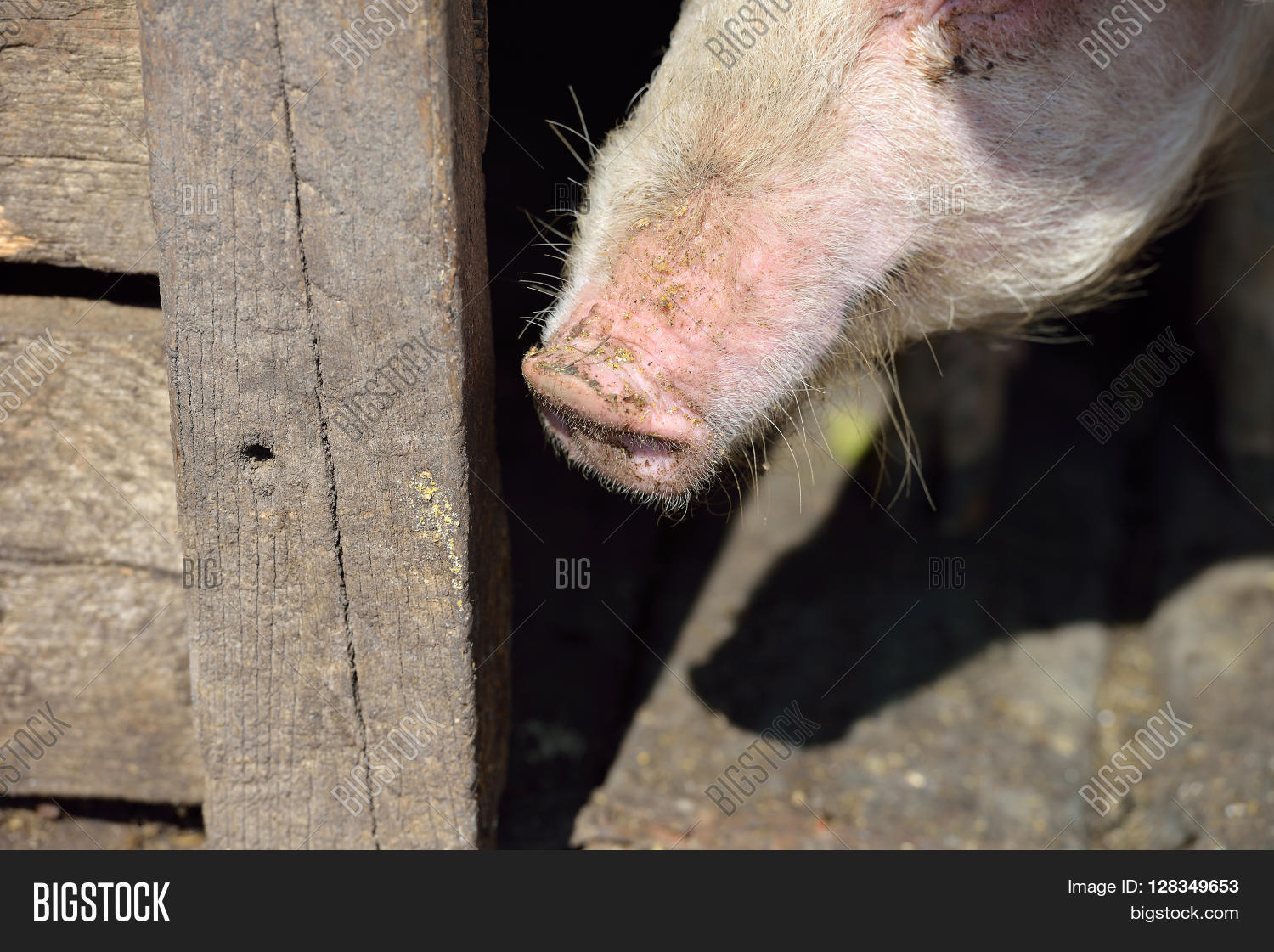 Picture Nose Pig Image & Photo (Free Trial) | Bigstock
