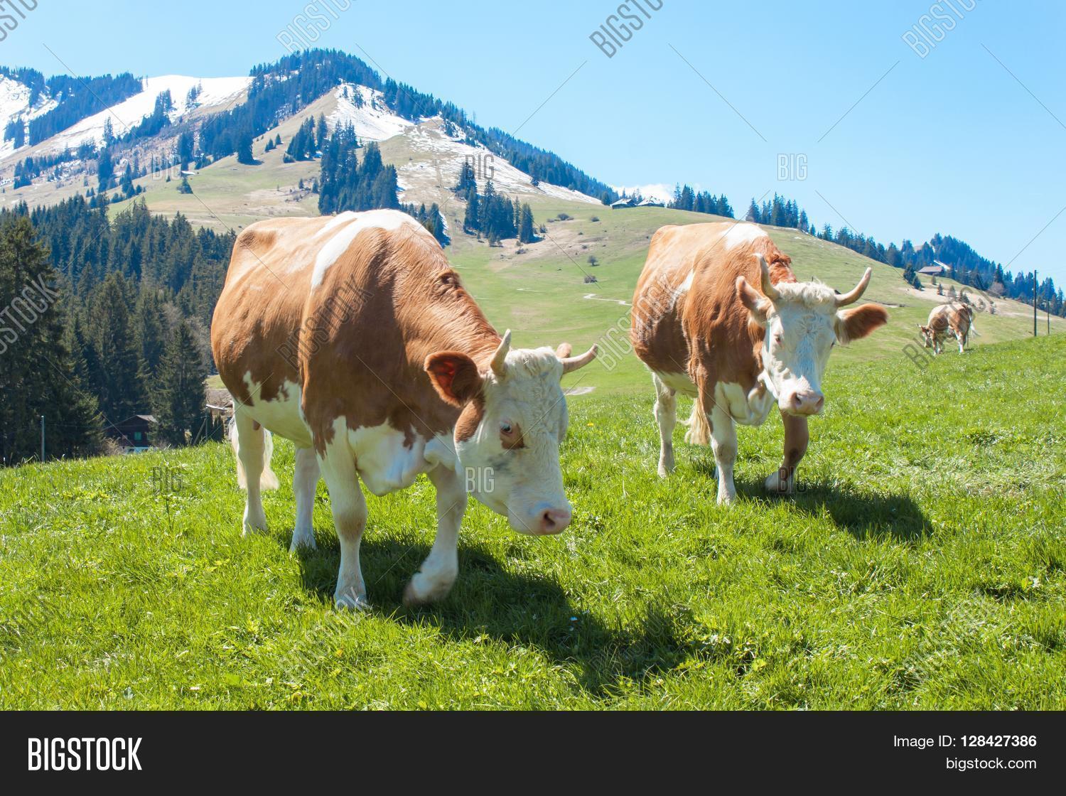 Swiss Cows On Pasture Image & Photo (Free Trial) | Bigstock