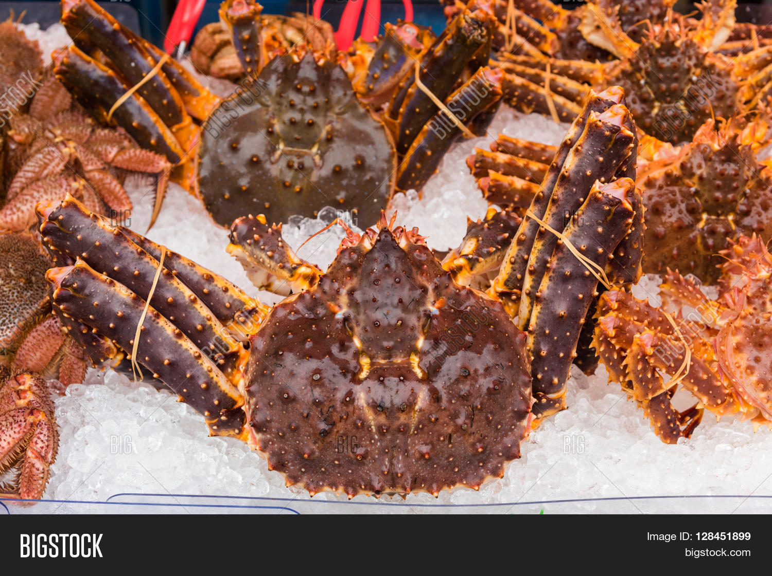 Japanese Taraba Sea Image & Photo (Free Trial) | Bigstock
