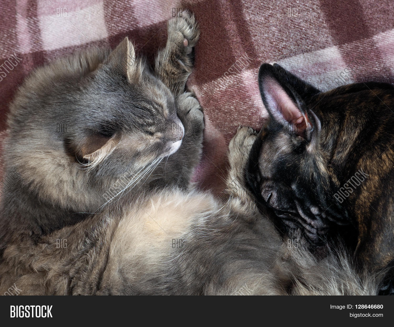 Dog Cat Sleeping Image & Photo (Free Trial) | Bigstock