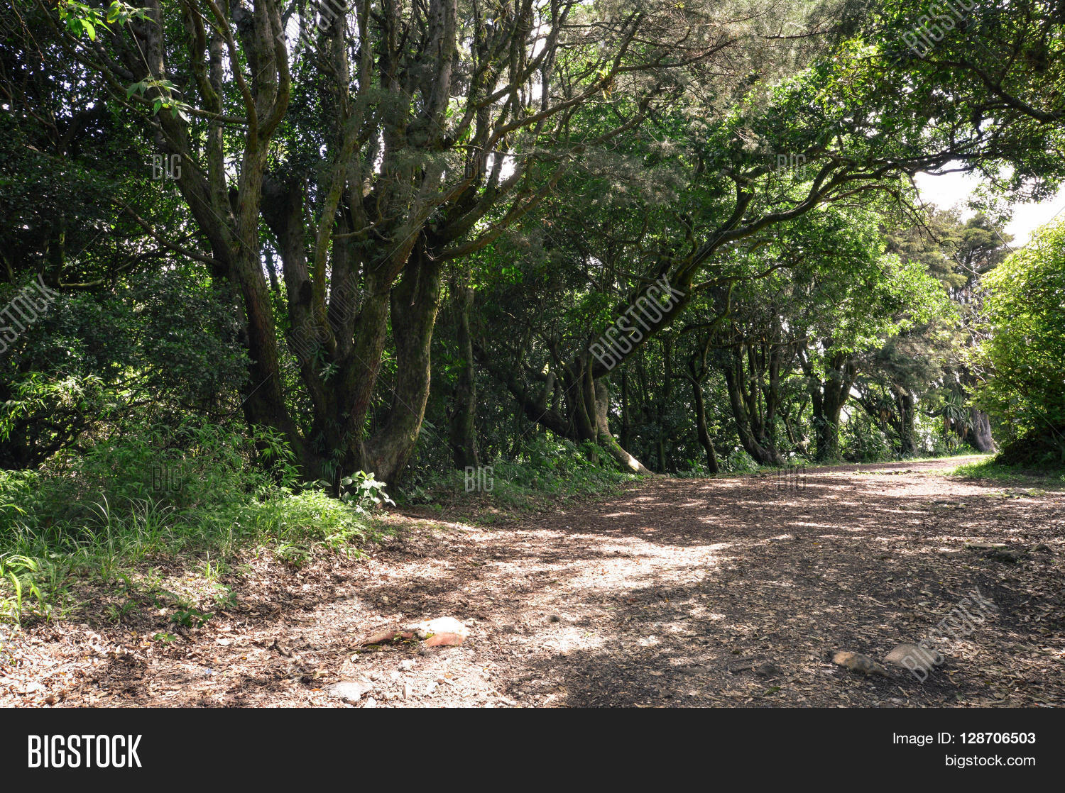 Shaded Path Under Lush Image & Photo (Free Trial) | Bigstock