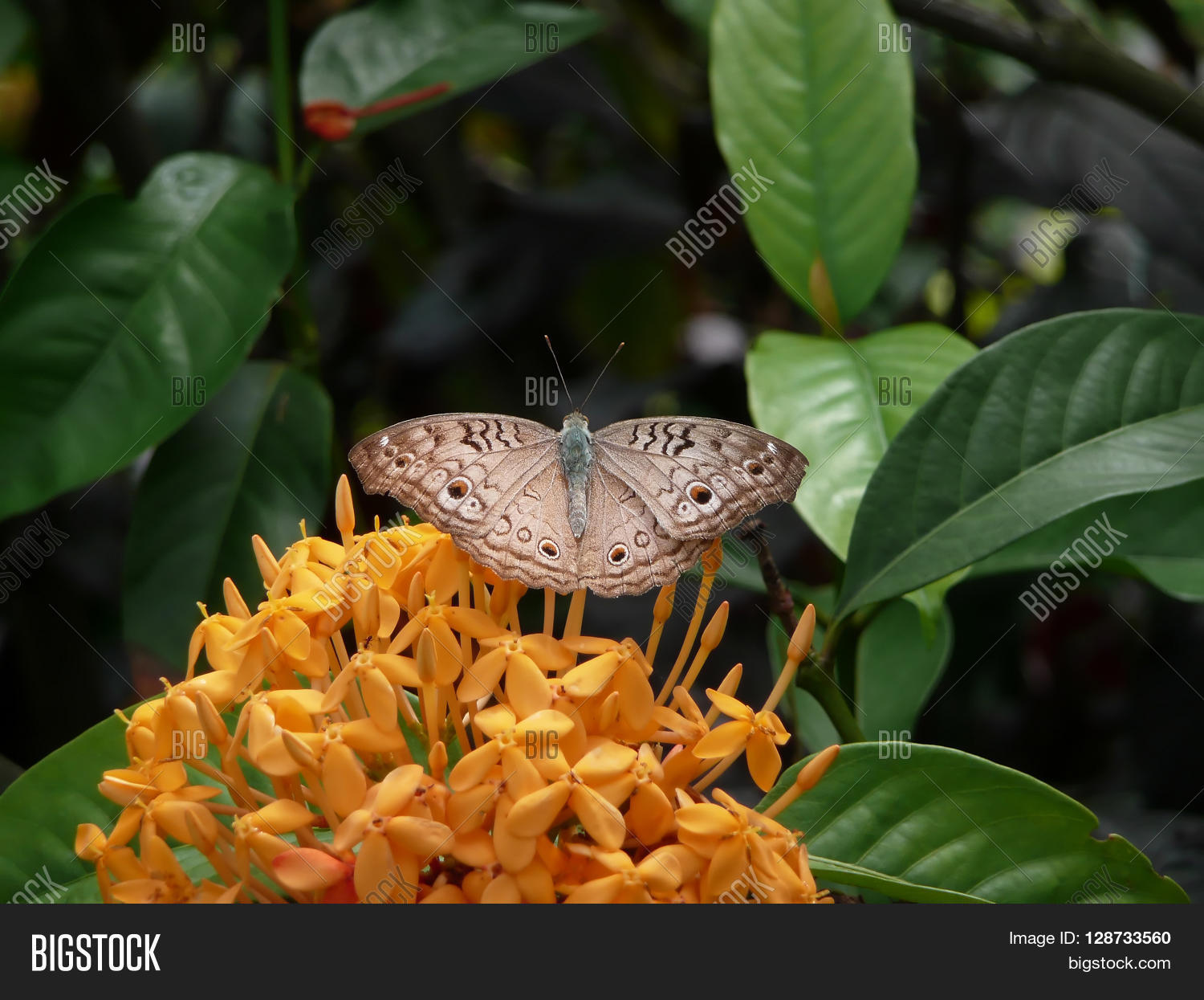 Butterfly Gray Pansy ( Image & Photo (Free Trial) | Bigstock