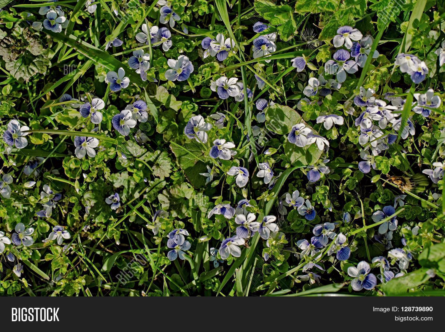 Small Florets Image & Photo (Free Trial) | Bigstock