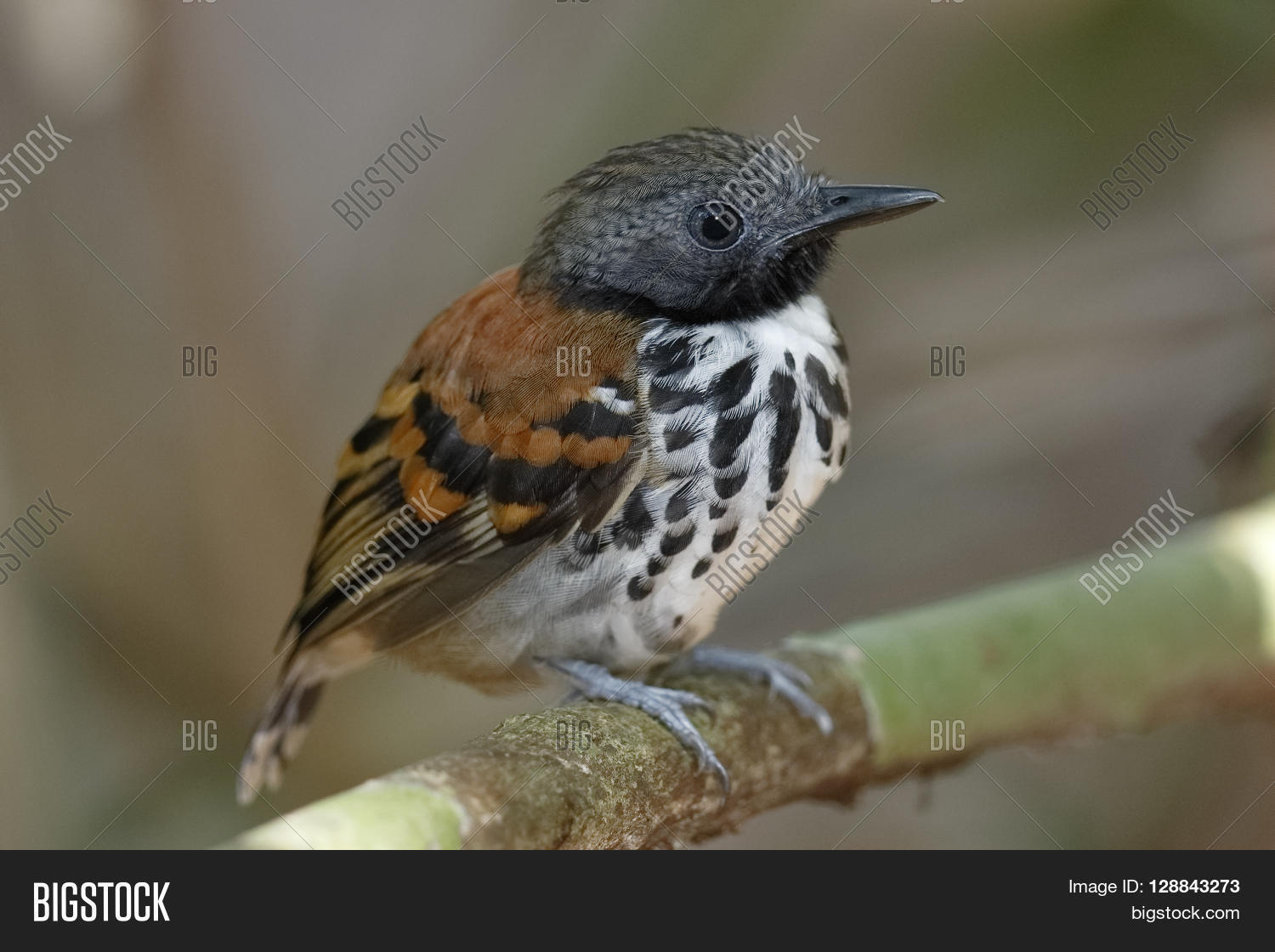 Spotted Antbird Image & Photo (Free Trial) | Bigstock