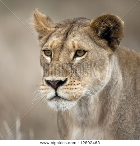 Close- Lioness Image & Photo (Free Trial) | Bigstock