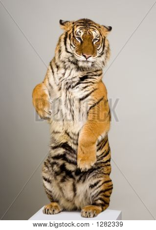 Tiger Standing Image & Photo (Free Trial) | Bigstock