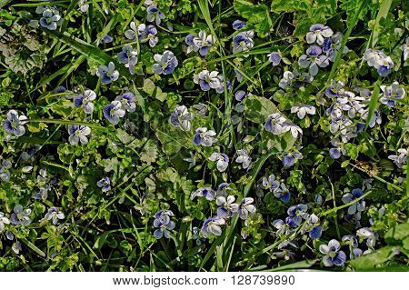 Small Florets Image & Photo (Free Trial) | Bigstock