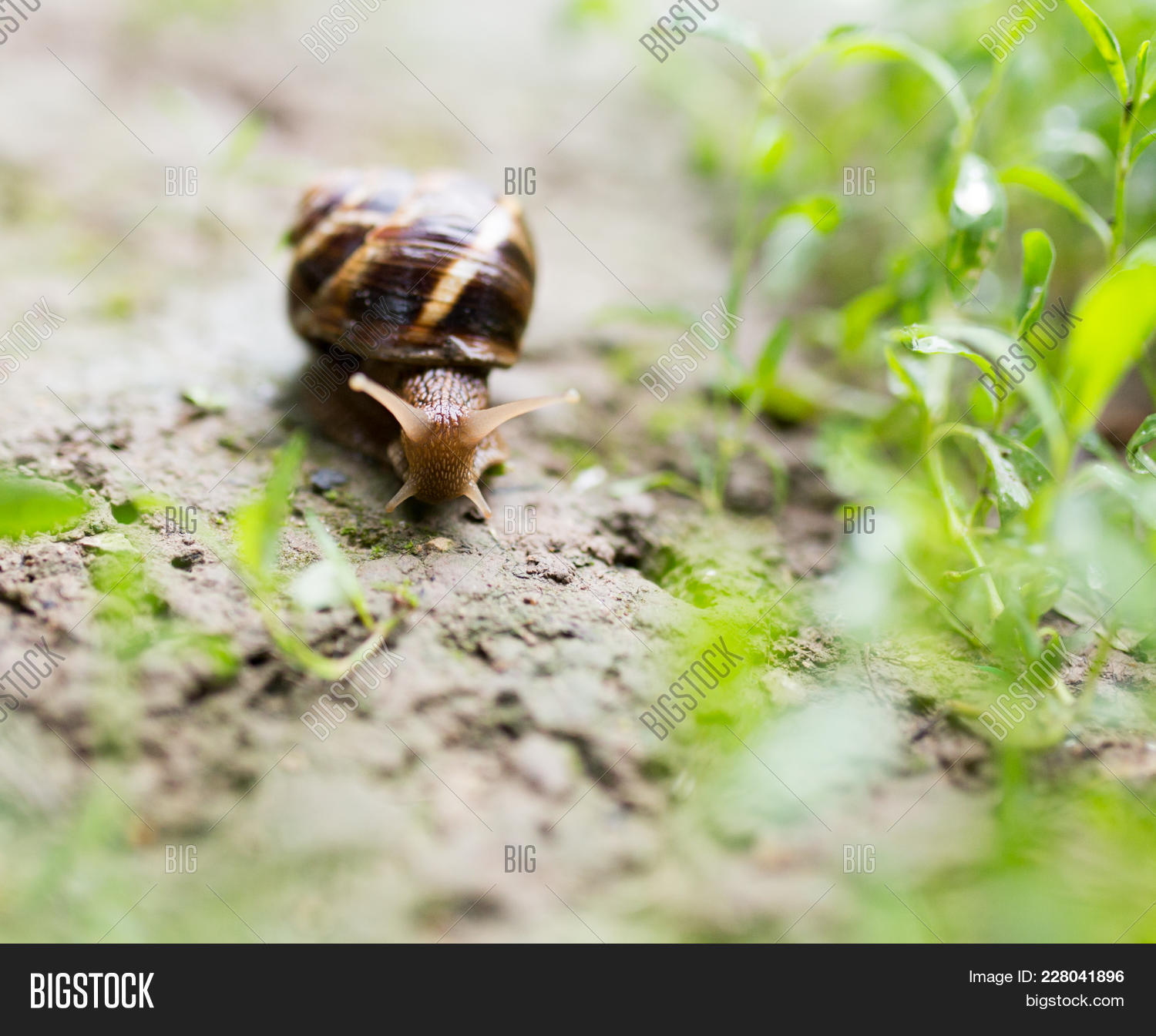 Snail On Ground Nature Image & Photo (Free Trial) | Bigstock