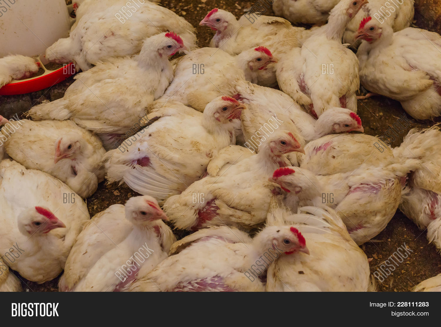 White Hens Farm