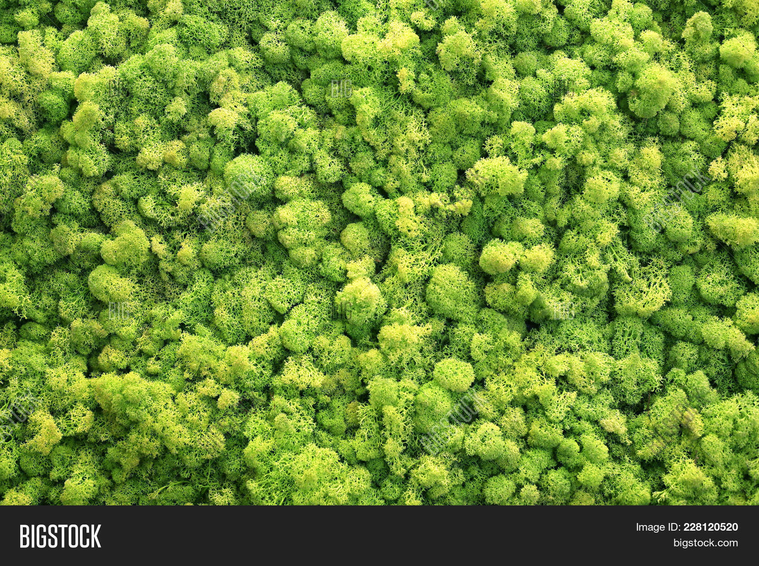 Closed Spike Moss Image & Photo (Free Trial) | Bigstock