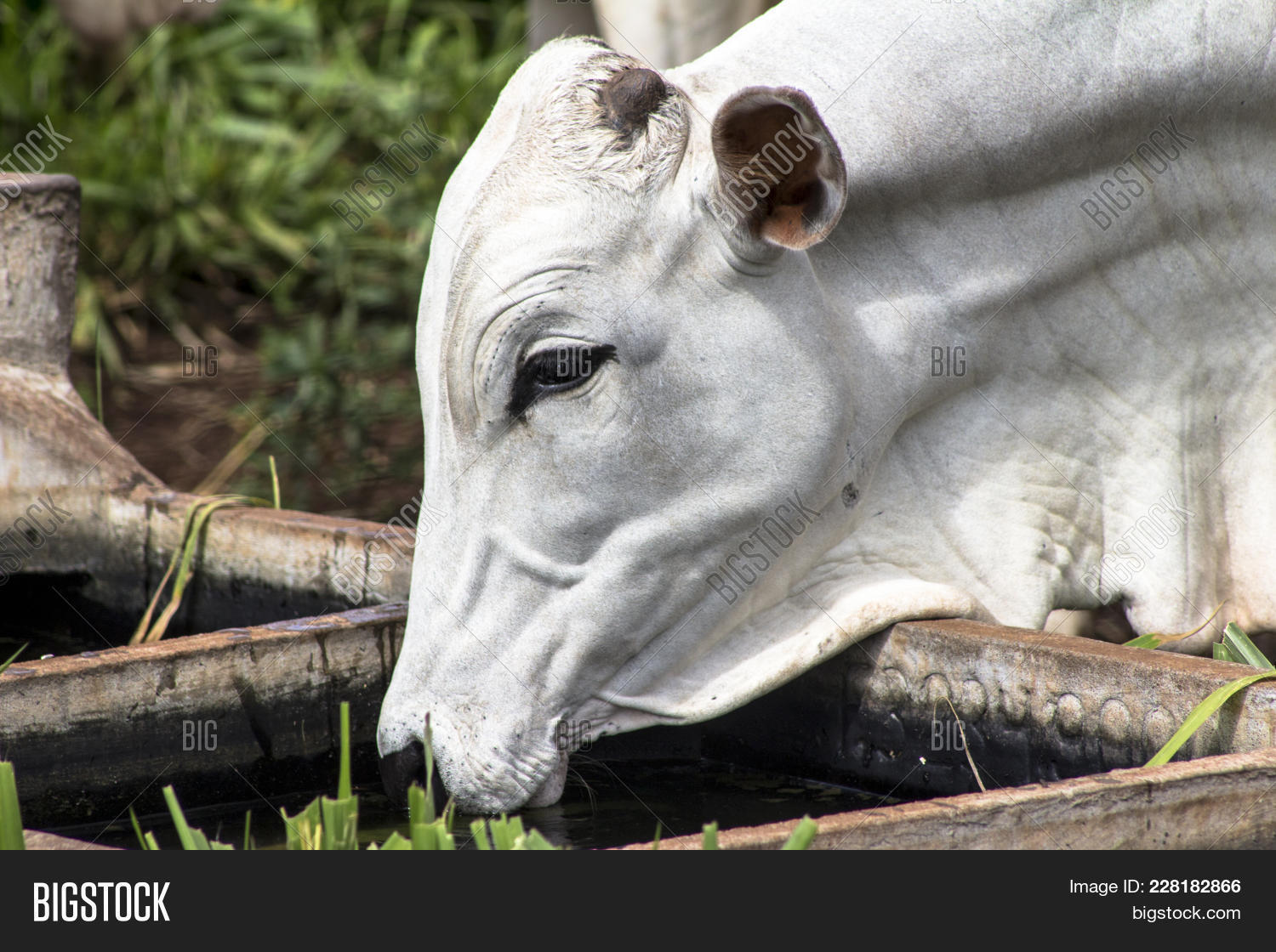 Herd Nelore Cattle Image & Photo (Free Trial) | Bigstock