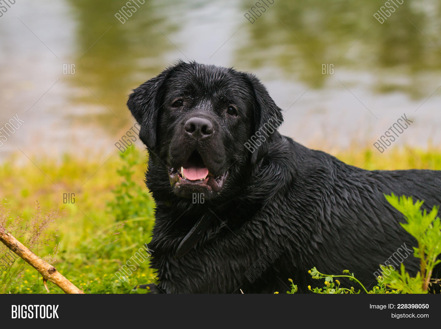 Big Black Dog Labrador Image & Photo (Free Trial) | Bigstock
