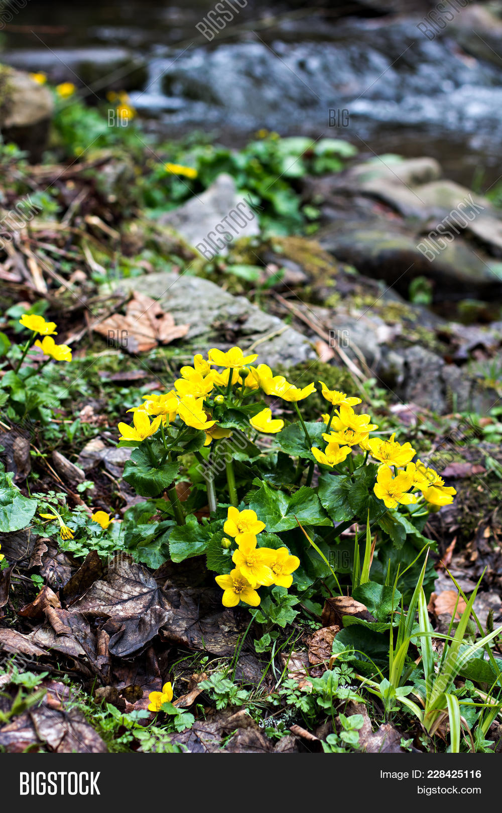 Small, Yellow Spring Image & Photo (Free Trial) | Bigstock