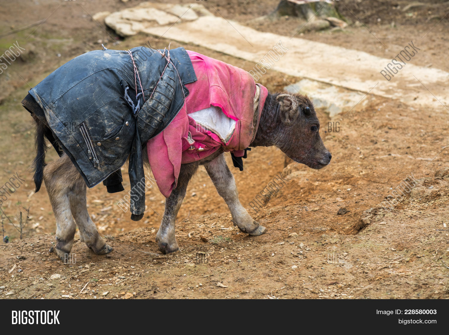Young Water Buffalo Image & Photo (Free Trial) | Bigstock